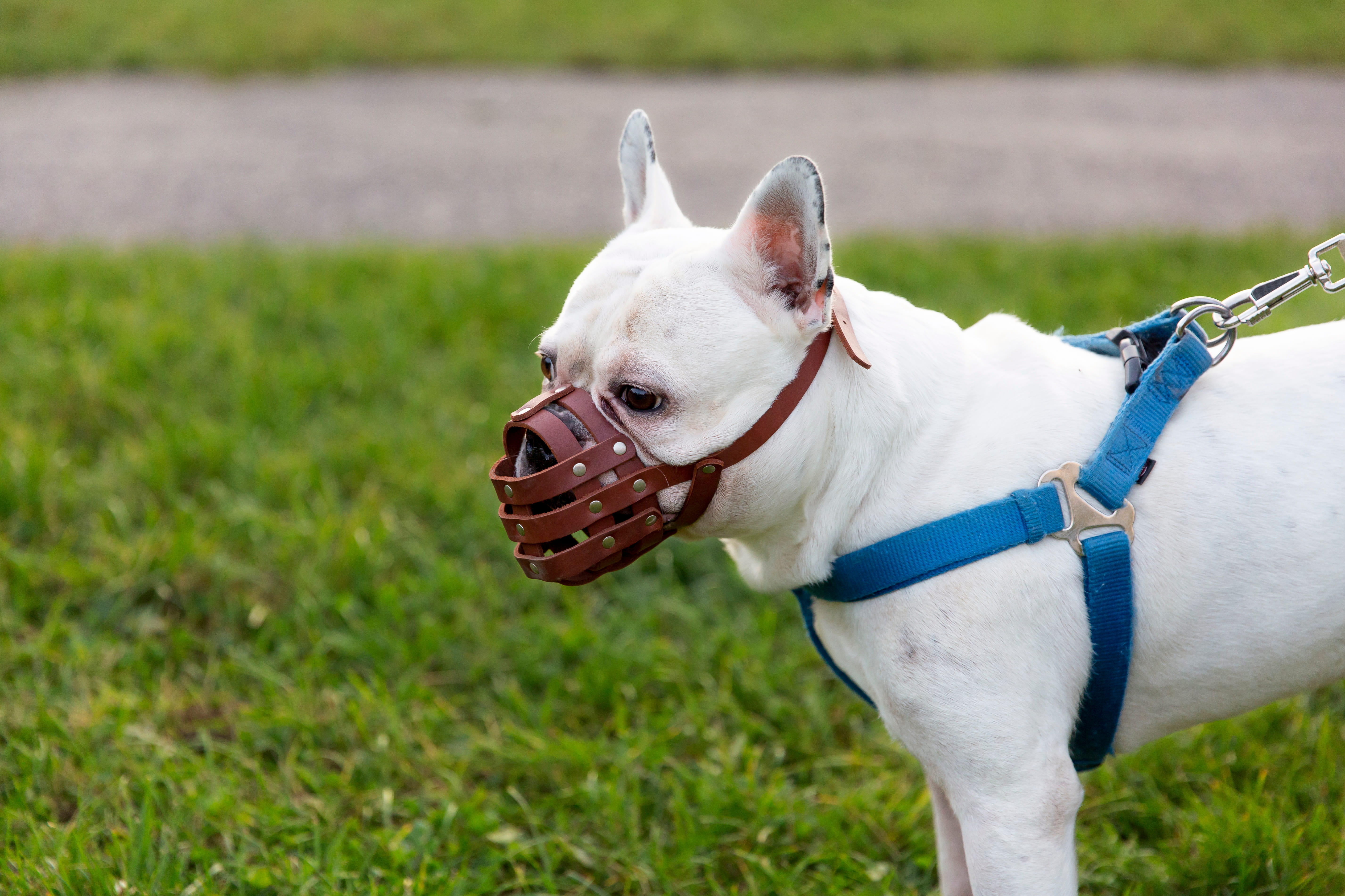 Collar vs. Leash: When Should Your Dog Actually Wear Each One?